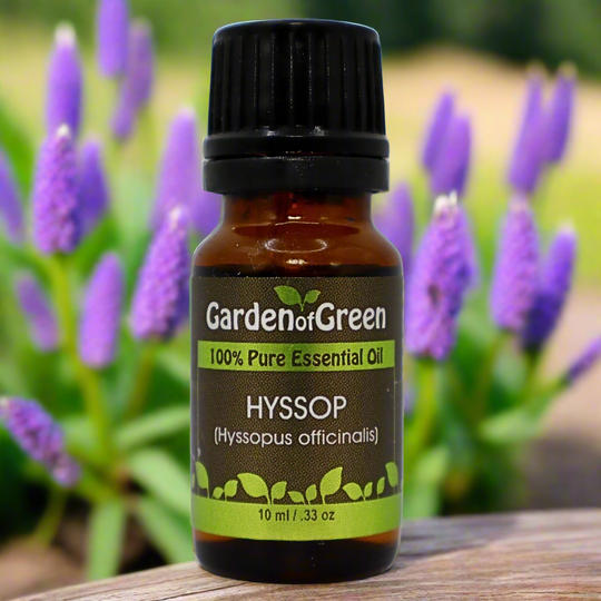 Hyssop Oil Uses & Recipes | Ancient Remedy for Modern Wellness – Garden ...